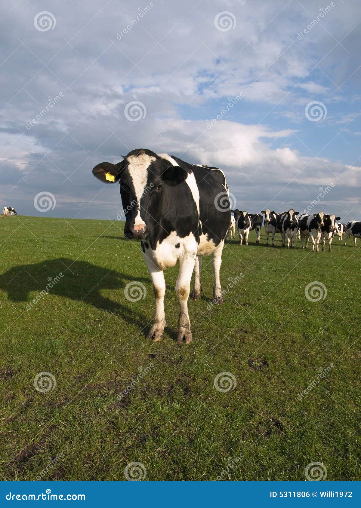 Cows on farmland stock photo. Image of yellow, farmyard - 5311806