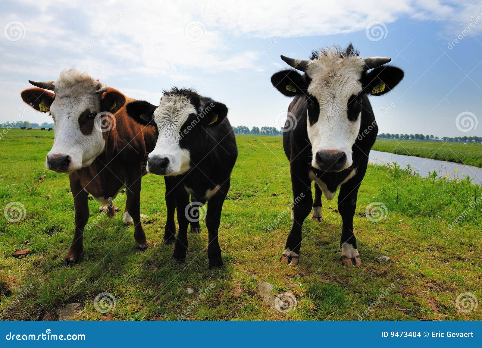 Cows on farmland stock photo. Image of nature, curiosity - 9473404
