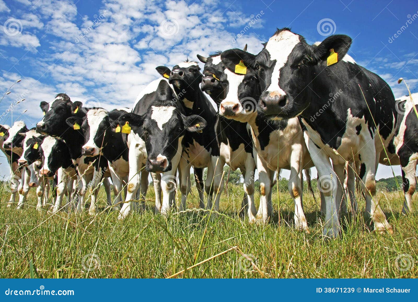 Cows on farmland stock image. Image of german, germany - 38671239