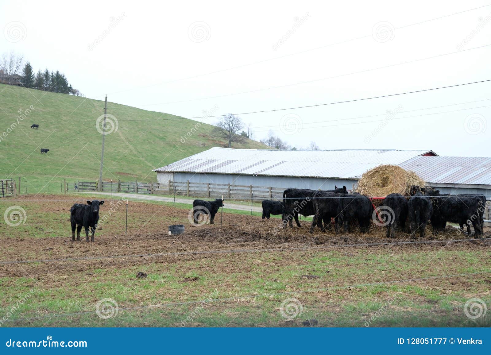 Cows in a farmland stock image. Image of group, farmland - 128051777