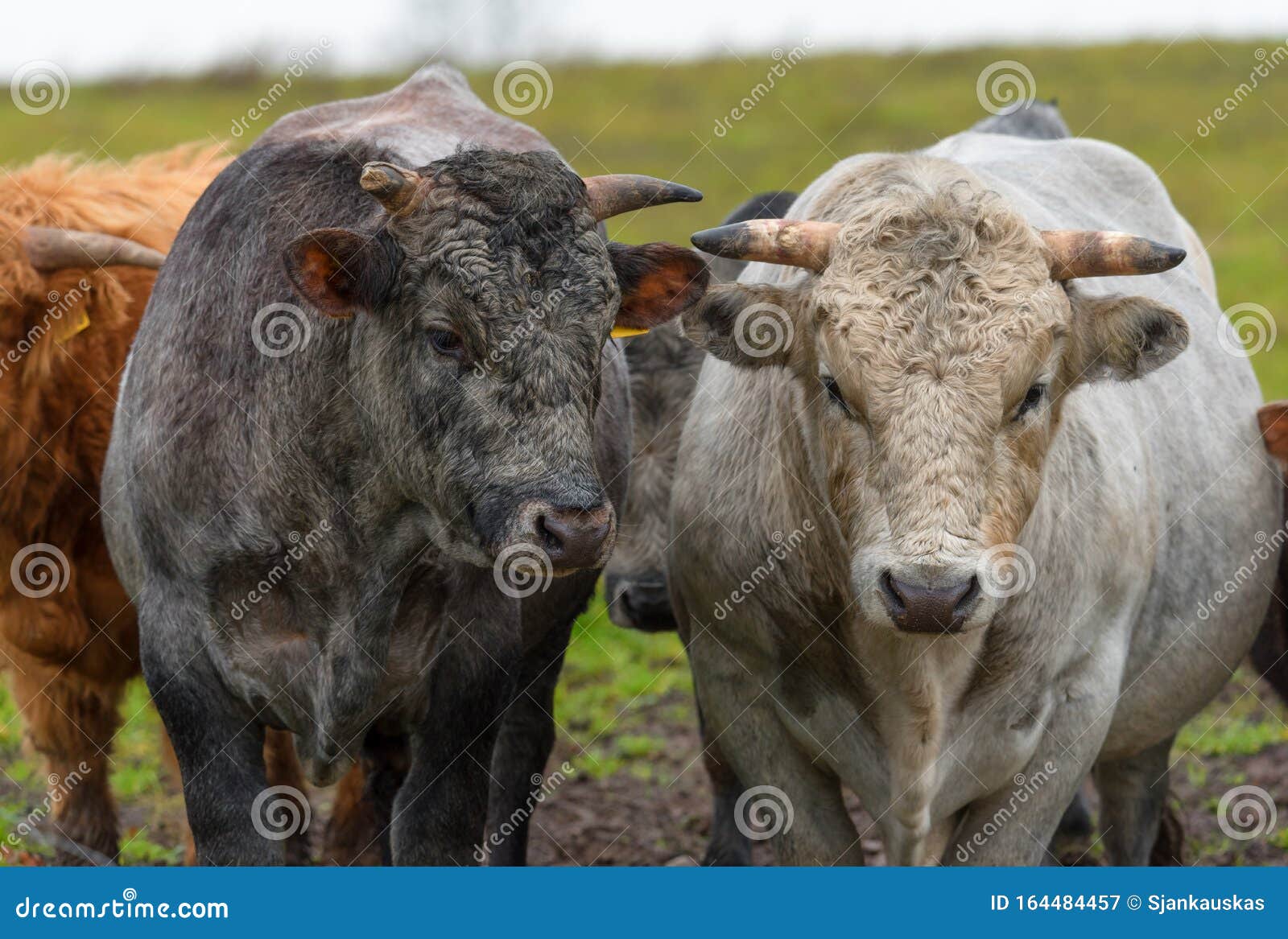 Cattle Breeding Royalty-Free Stock Photo | CartoonDealer.com #2687235