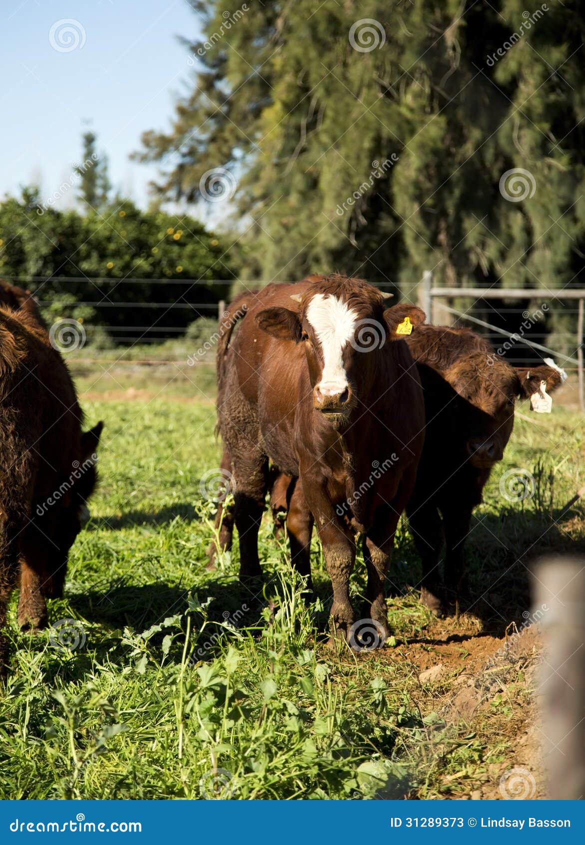 Cows on the farmlands stock image. Image of mammal, grassland - 31289373