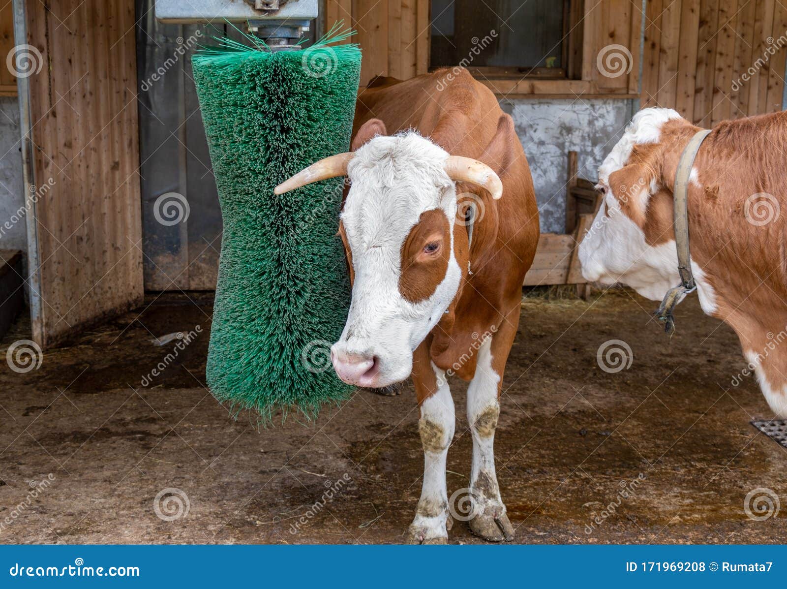The Cows at Farmyard with Scratching or Washing Brush Stock Photo ...
