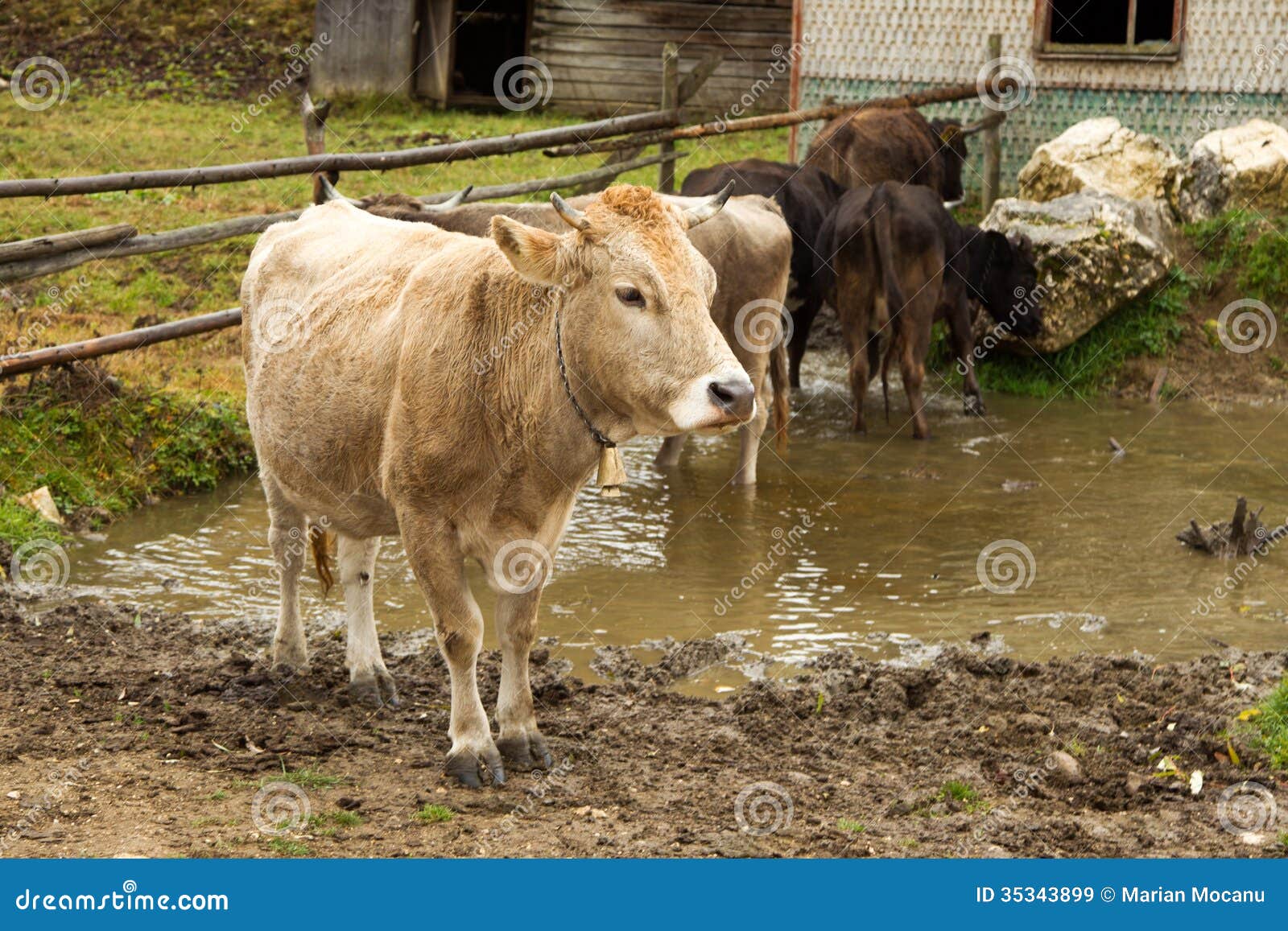 Cows stock image. Image of rope, bell, white, farm, horns - 35343899