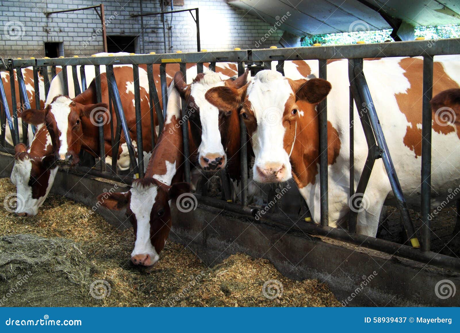 Cows are fed in the stable stock image. Image of feed - 58939437