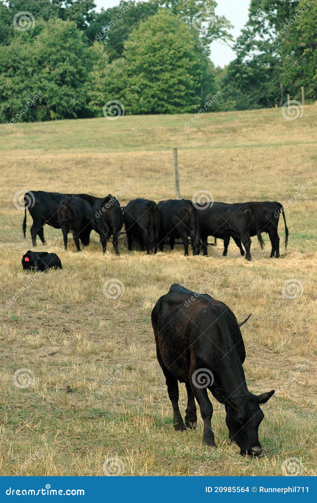 Cows feeding stock photo. Image of pasture, alone, farming - 20985564