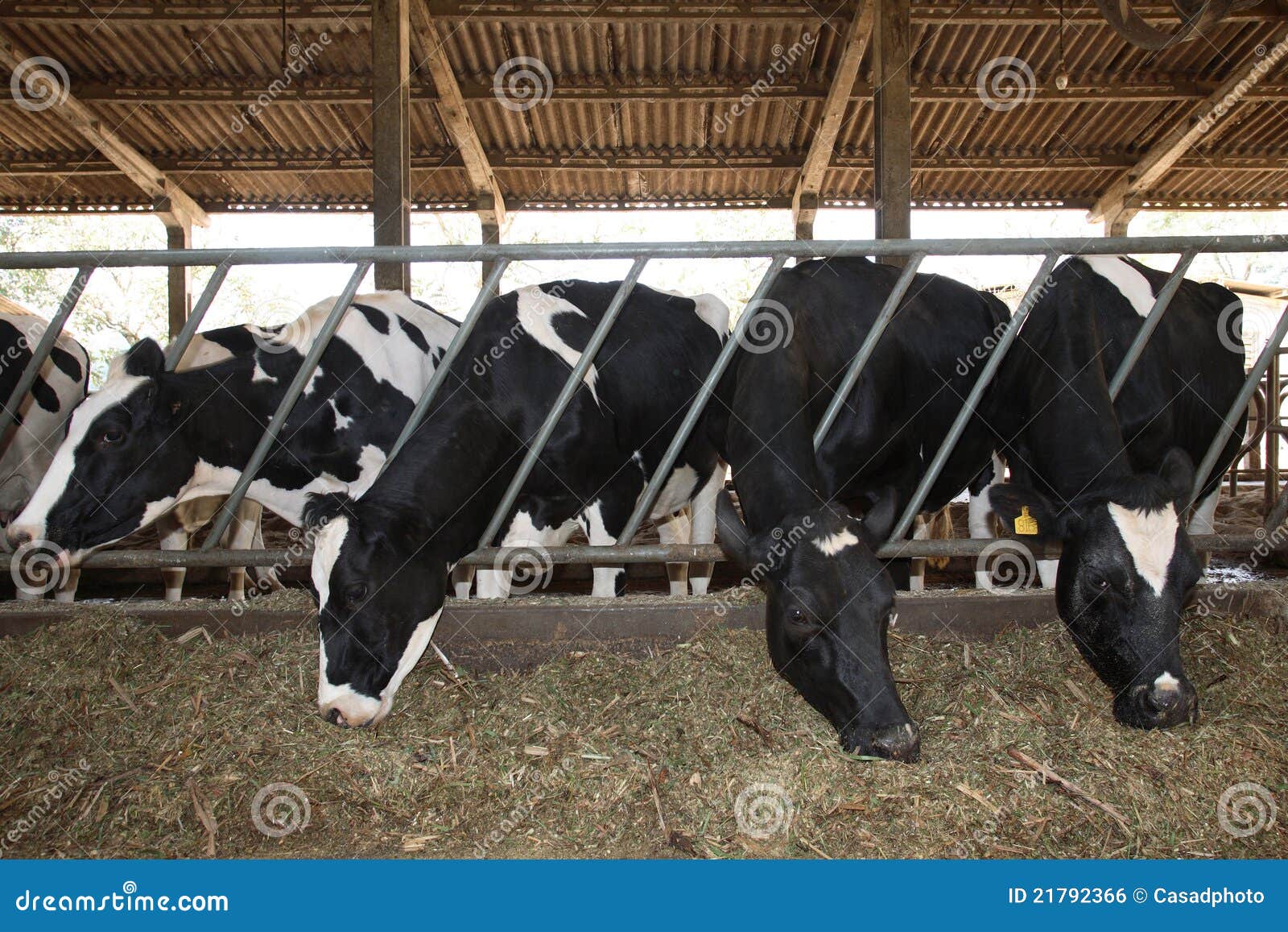 Cows feeding stock photo. Image of country, feed, animal - 21792366