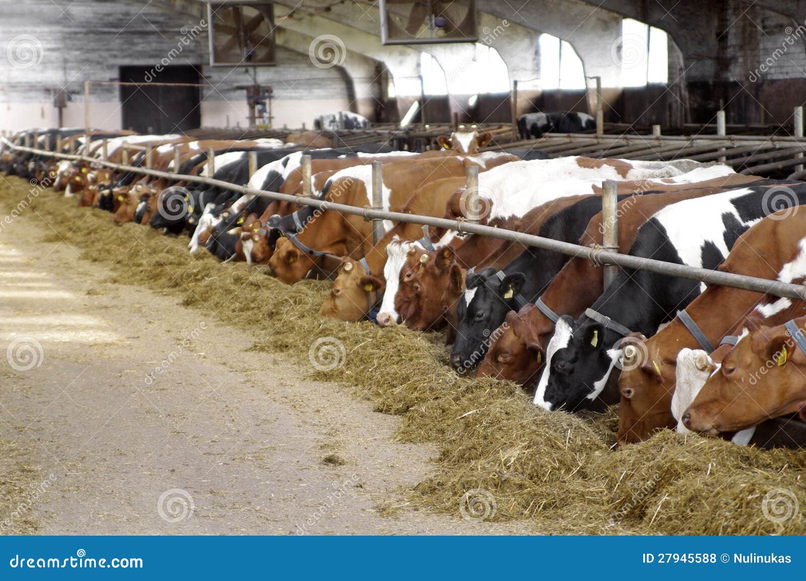Cows feeding stock photo. Image of cowshed, domestic - 27945588