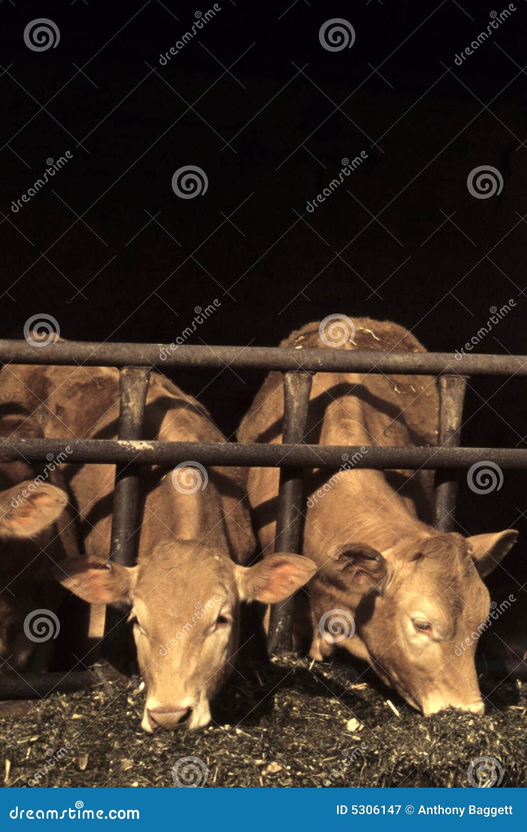 Cows Feeding stock image. Image of organic, animals, farming - 5306147