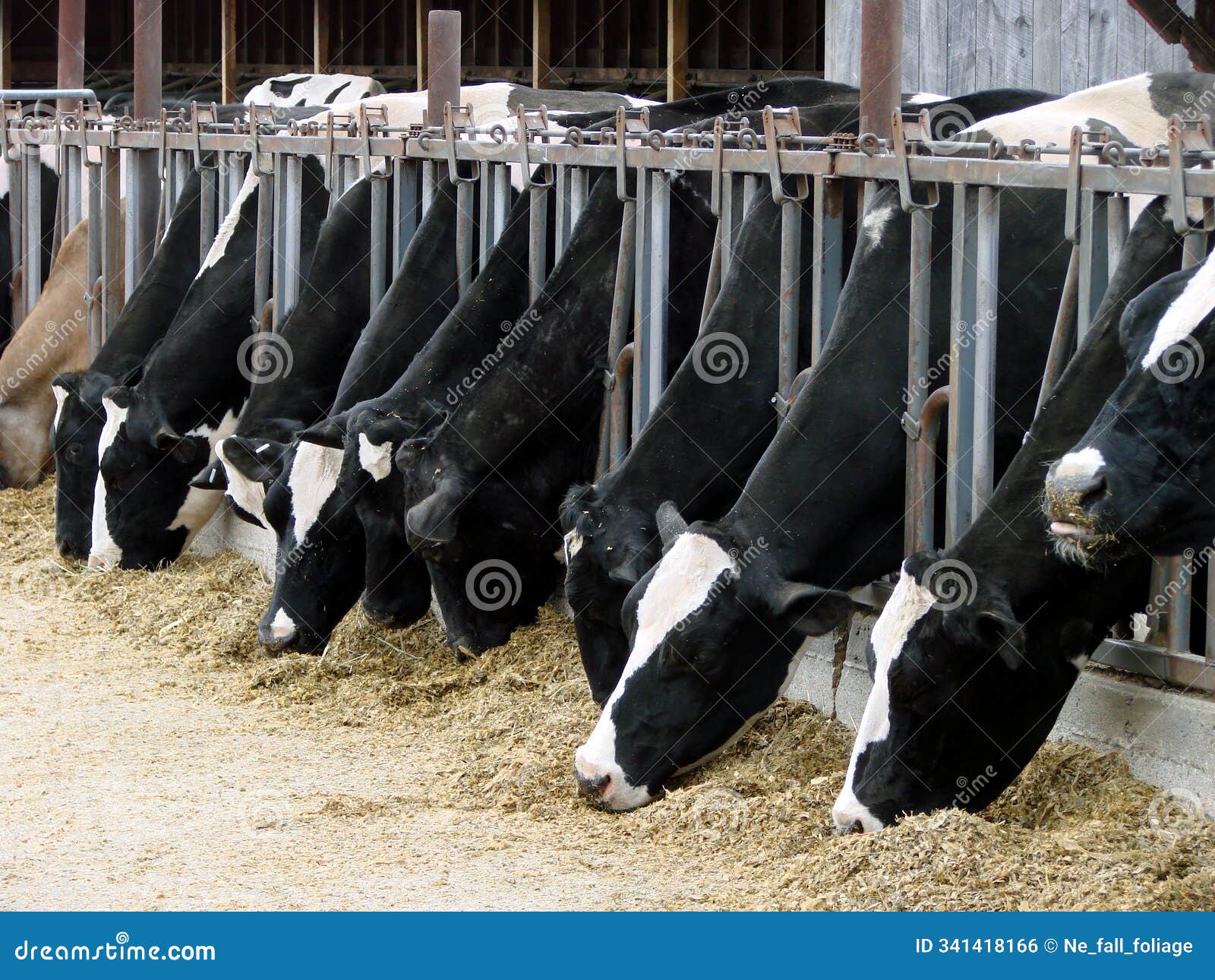 Cows Feeding Process On Modern Farm. Close Up Cow Feeding On Milk Farm. Cow On Dairy Farm Eating ...