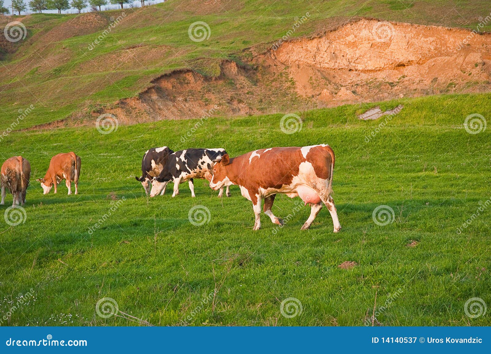 Cows feeding on grass stock image. Image of agriculture - 14140537