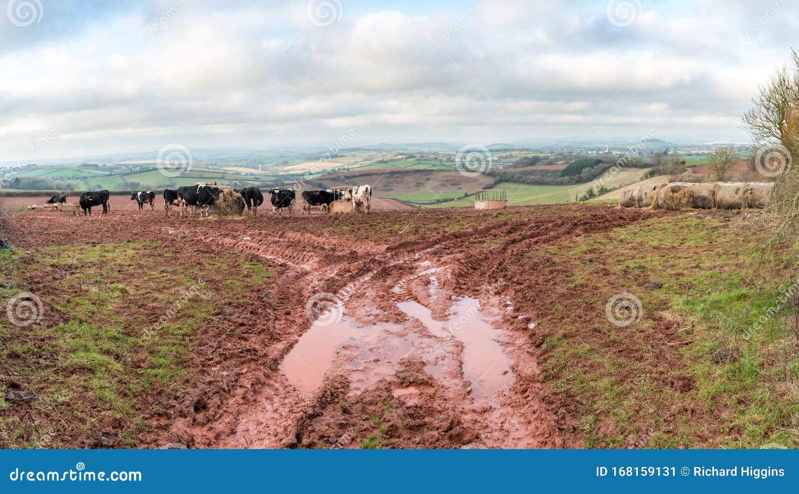Cows Feeding on Hay from Ring Feeders with Deep Tractor Tracks Filled ...