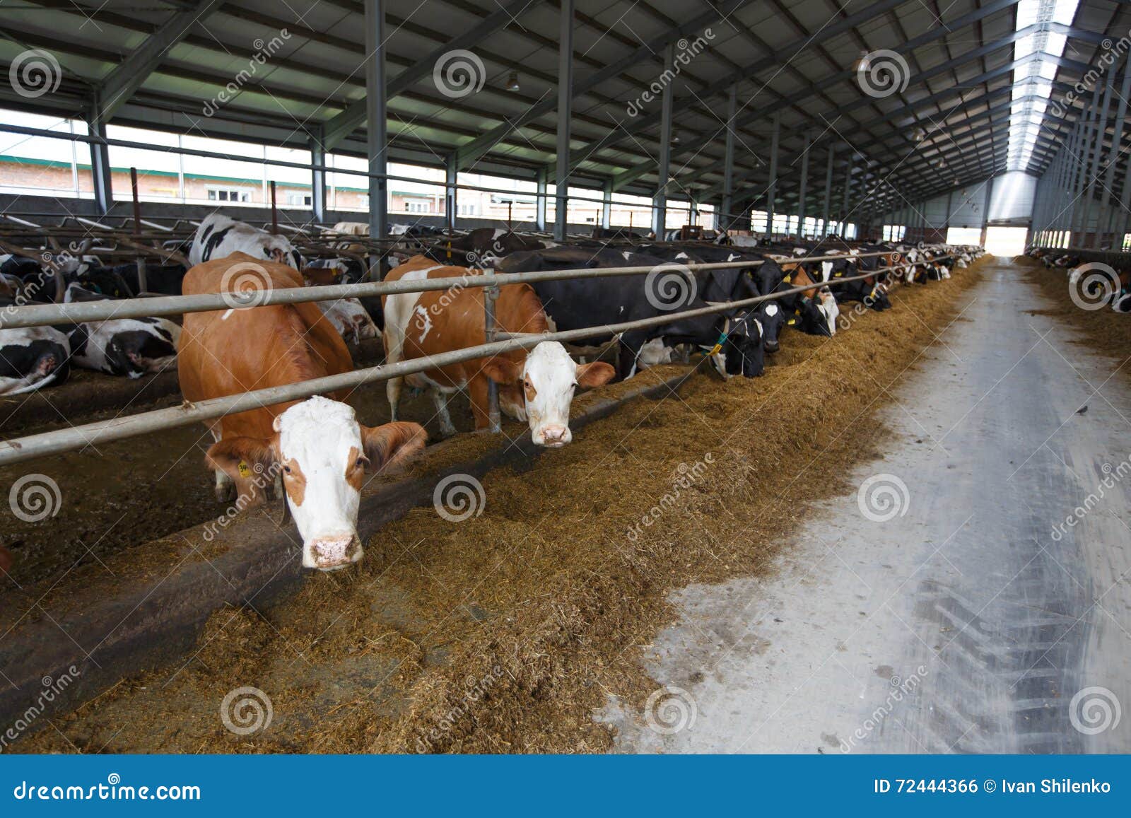 Cows Feeding in Large Cowshed Stock Photo - Image of cowshed, black ...