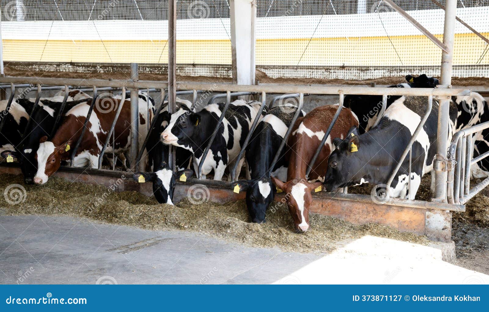 Modern Dairy Farm With AI-Driven Health Monitoring And Spacious Barn ...