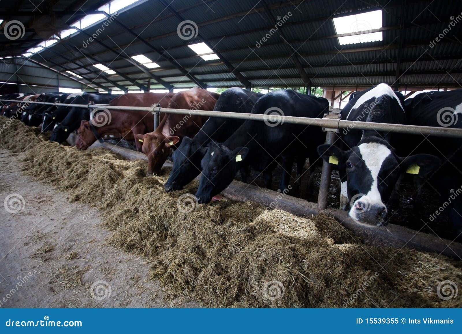 Cows in feeding place stock image. Image of indoor, barn - 15539355