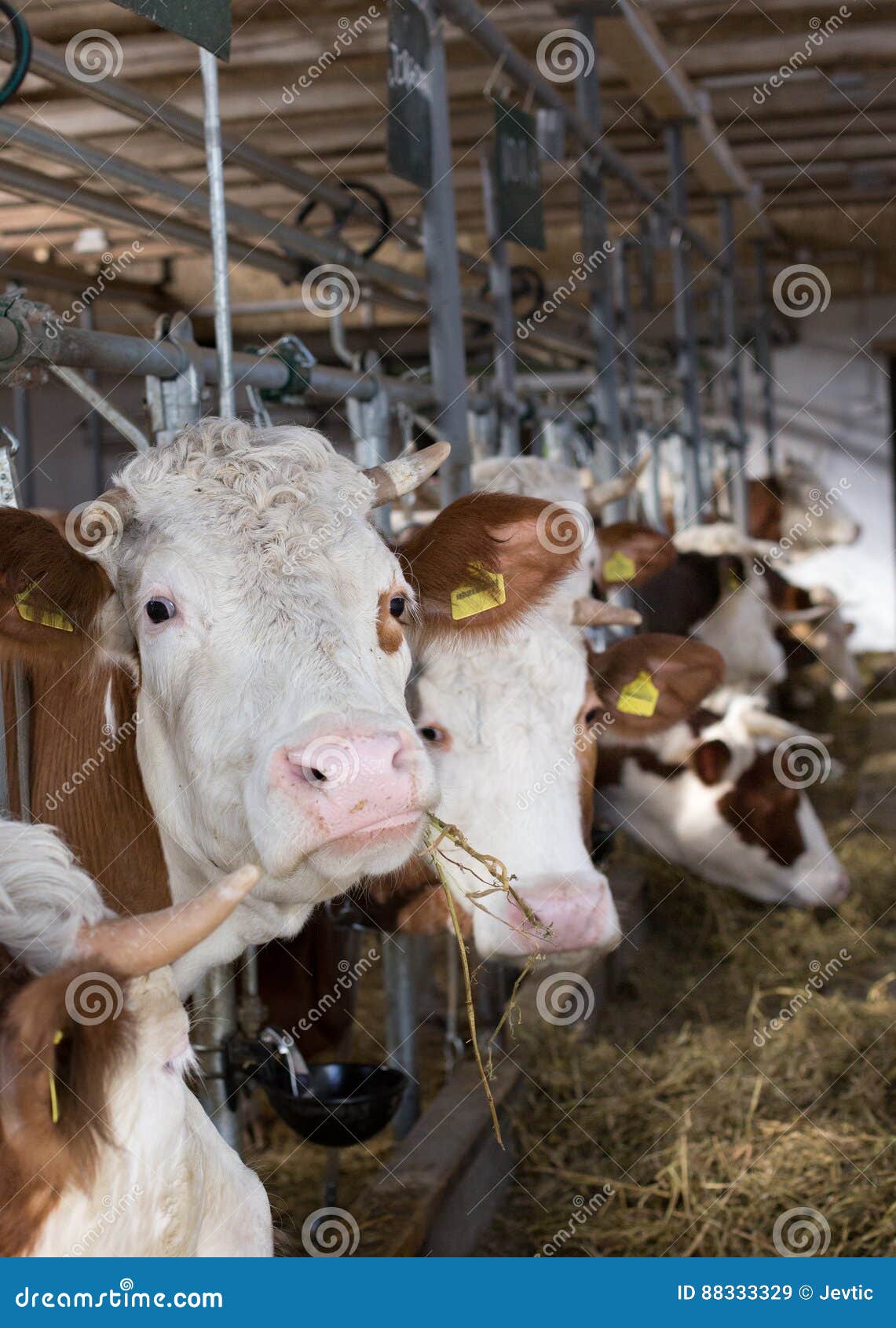 Cows feeding in stable stock image. Image of domestic - 88333329