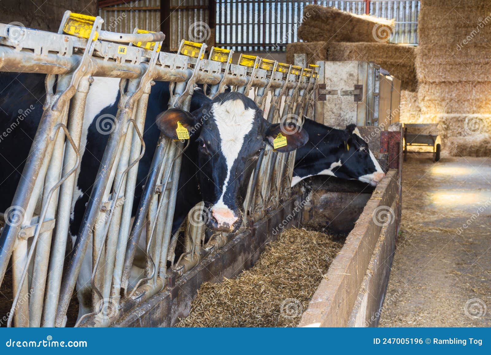 Cows Feeding in a Trough in a Barn in the Yorkshire Dales Editorial ...
