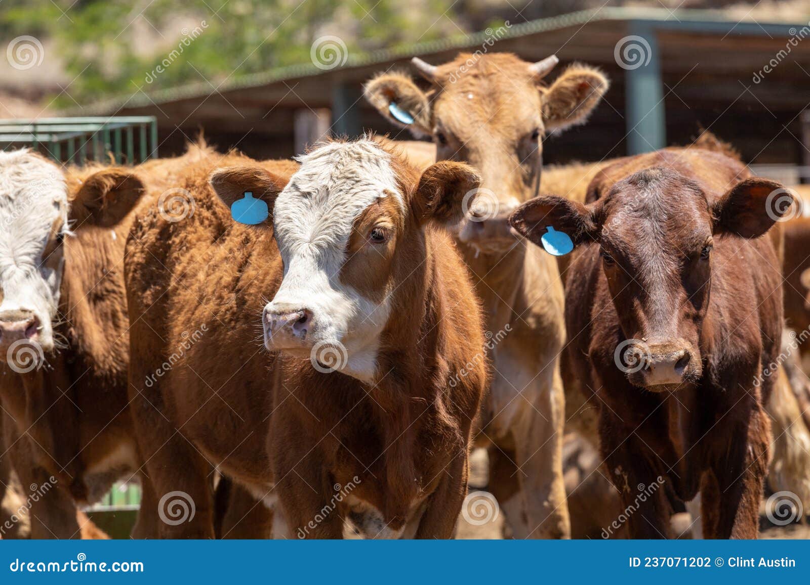 Cows in a Feedlot or Feed Yard Stock Photo - Image of industry ...