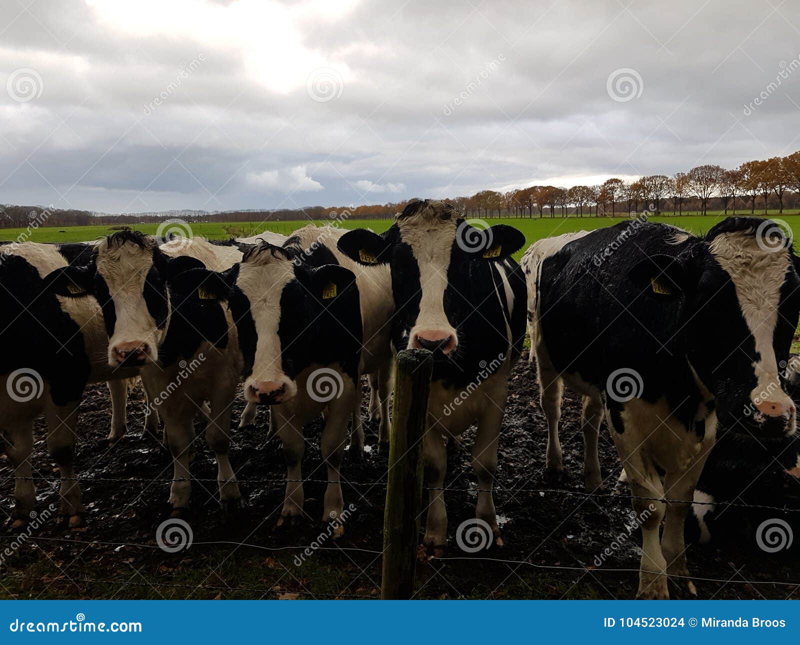 Cows in feld stock photo. Image of cows, stier, landscape - 104523024