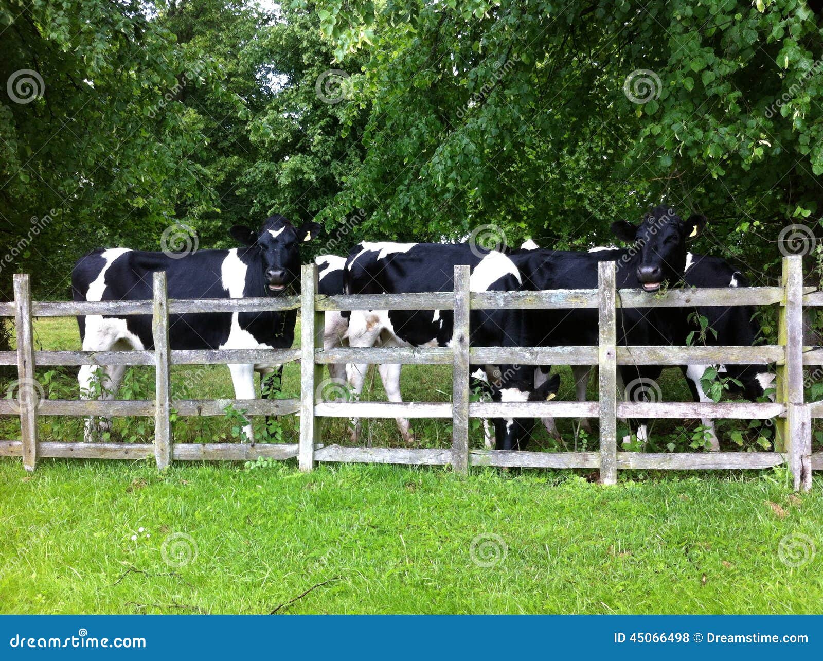 Cows at a fence editorial stock photo. Image of animals - 45066498