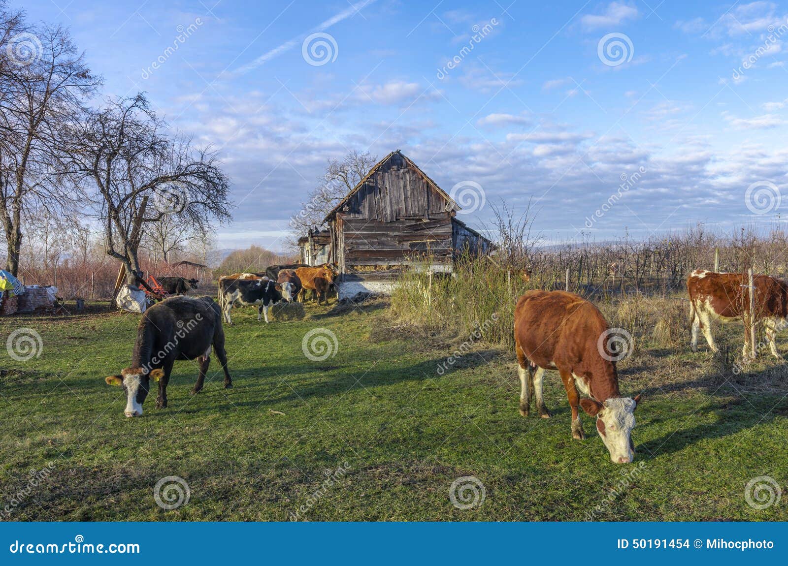 Cows at farm stock photo. Image of animal, cheese, field - 50191454