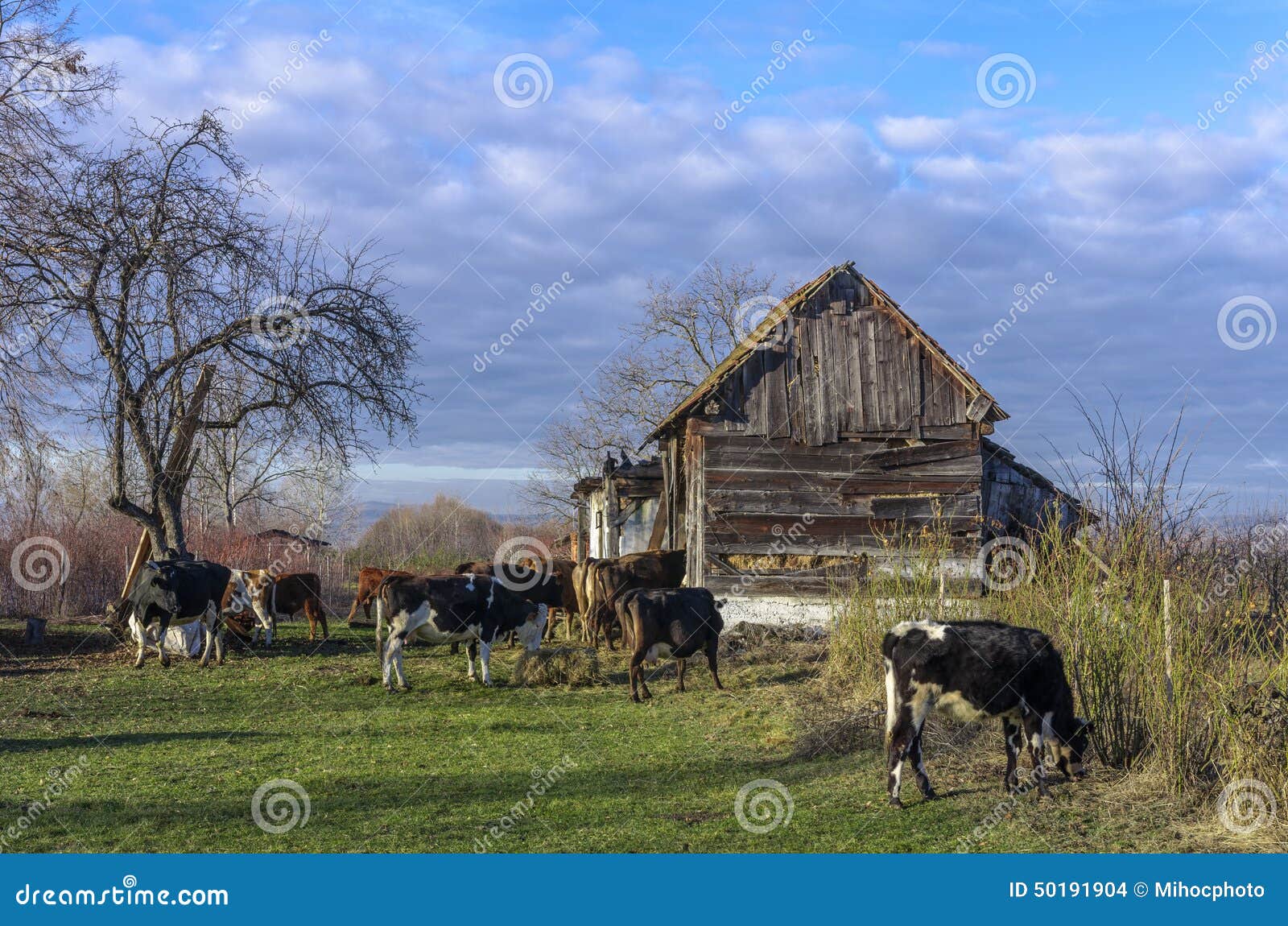 Cows at farm stock photo. Image of black, bull, cheese - 50191904