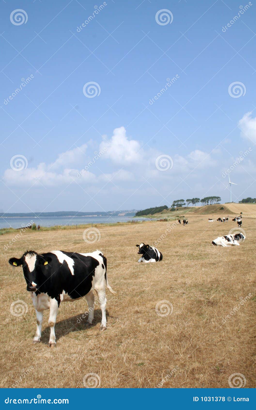 Cows in a field stock photo. Image of countryside, agriculture - 1031378