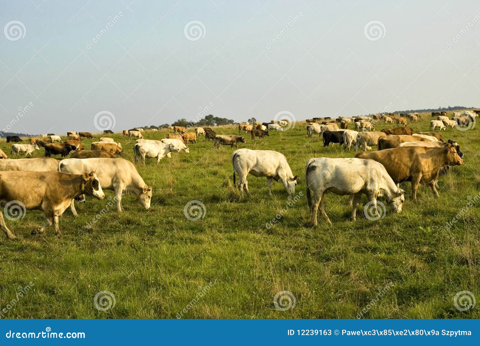 Cows on the field stock image. Image of couple, agriculture - 12239163