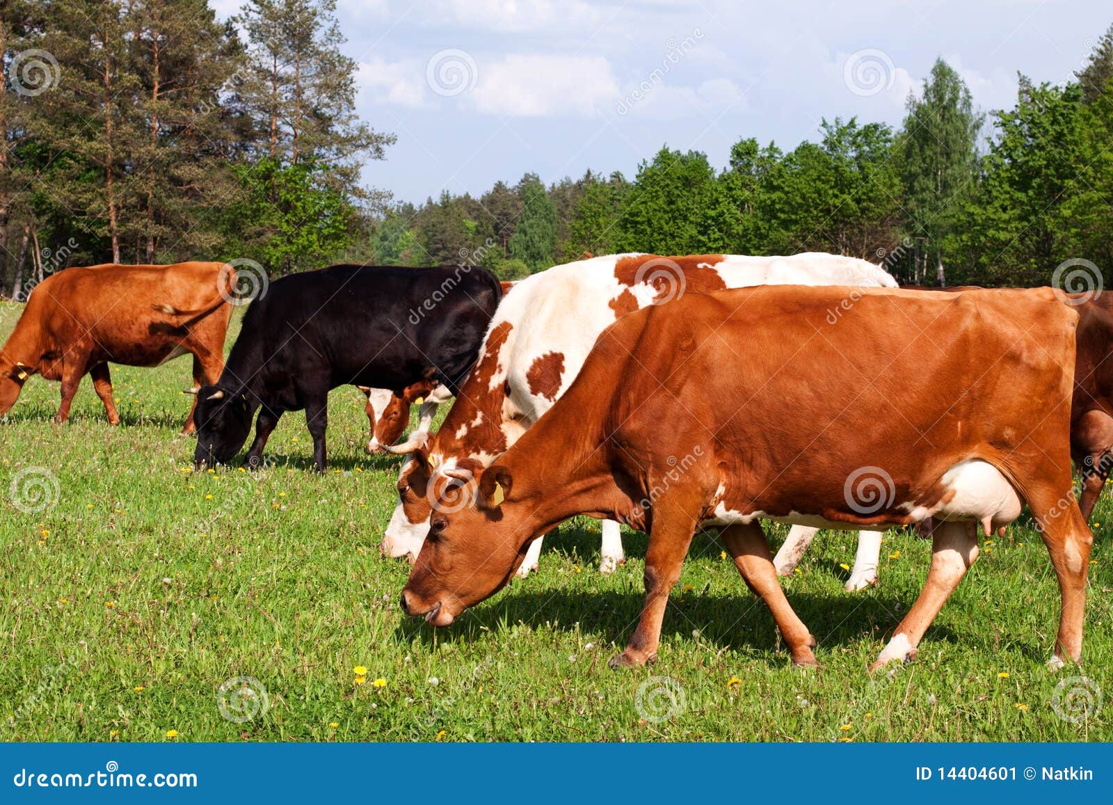 Cows in a field stock image. Image of herd, dairy, calf - 14404601