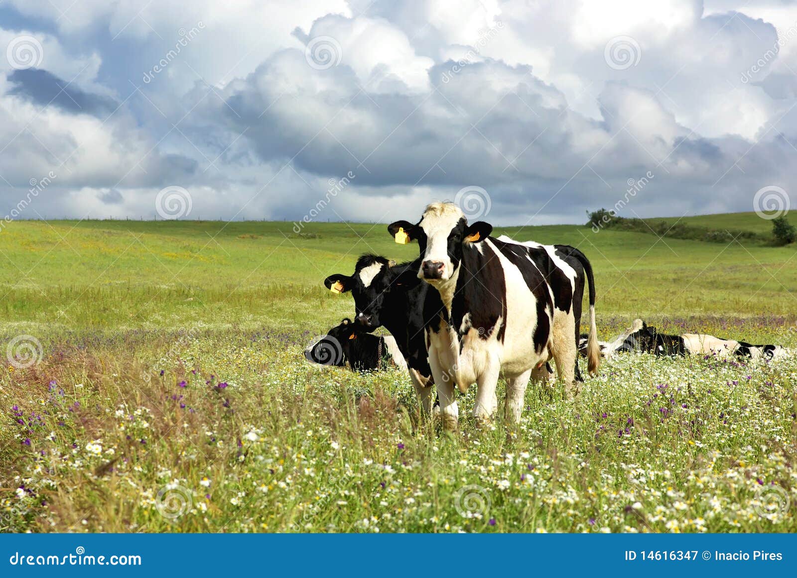 Cows in field. stock image. Image of clouds, farming - 14616347
