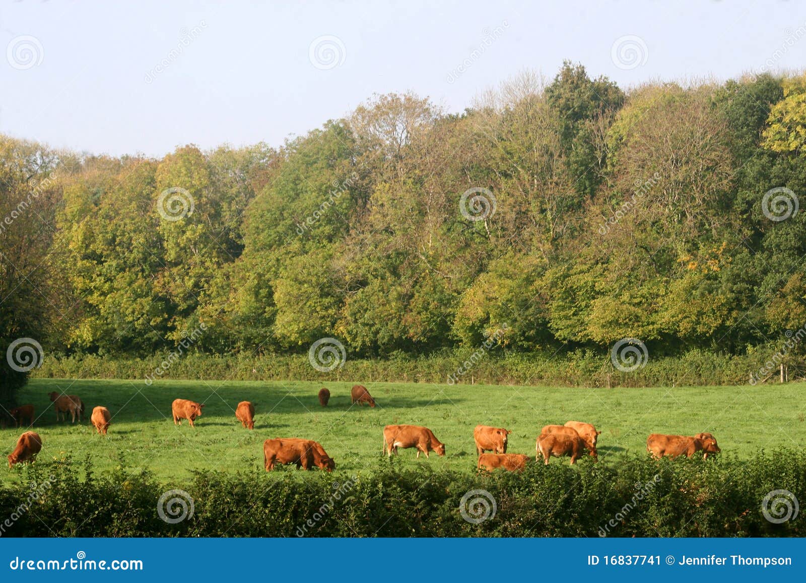 Cows in field stock image. Image of dairy, field, farm - 16837741