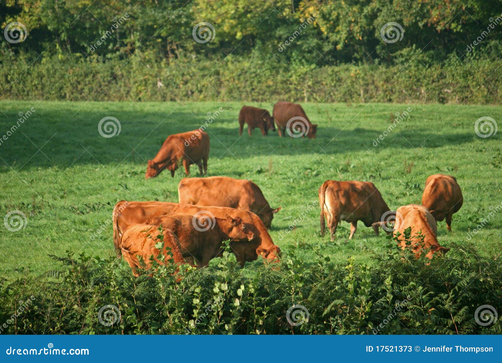 Cows in field stock image. Image of agriculture, field - 17521373