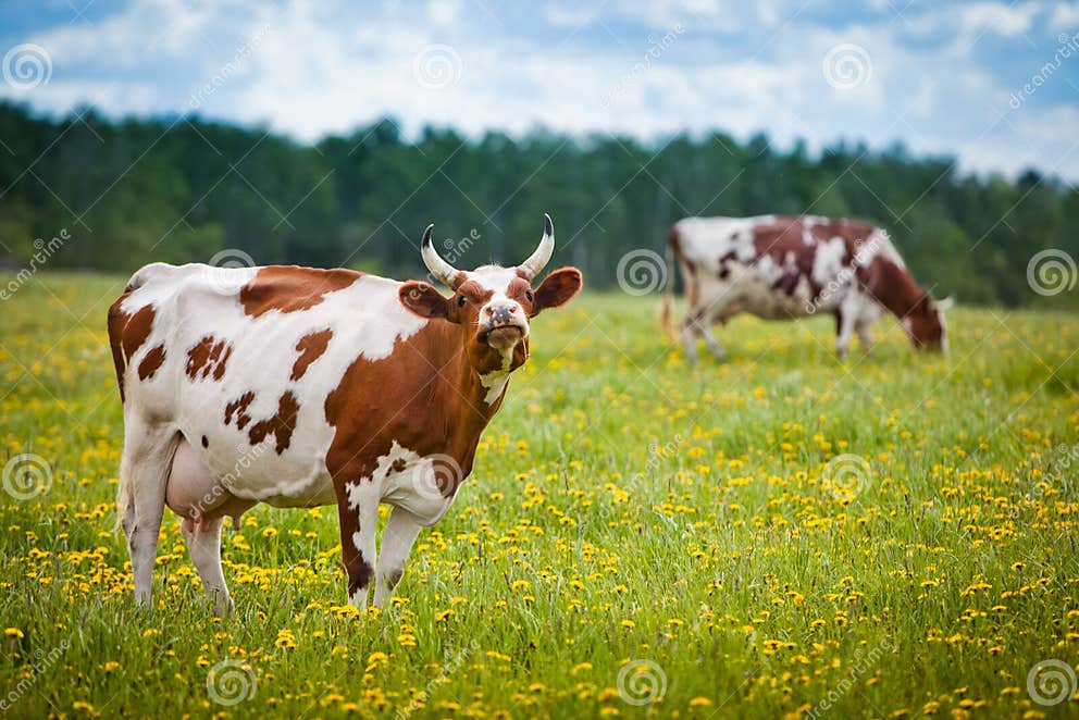 Cows in a Field stock photo. Image of forest, green, country - 19702964