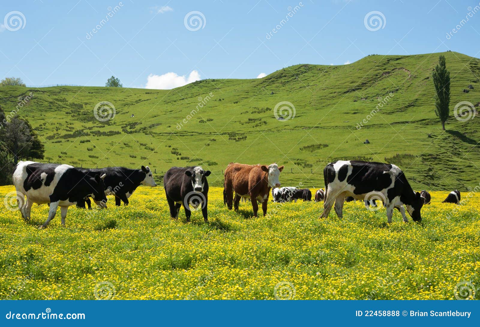Cows in field. stock photo. Image of farmland, rural - 22458888
