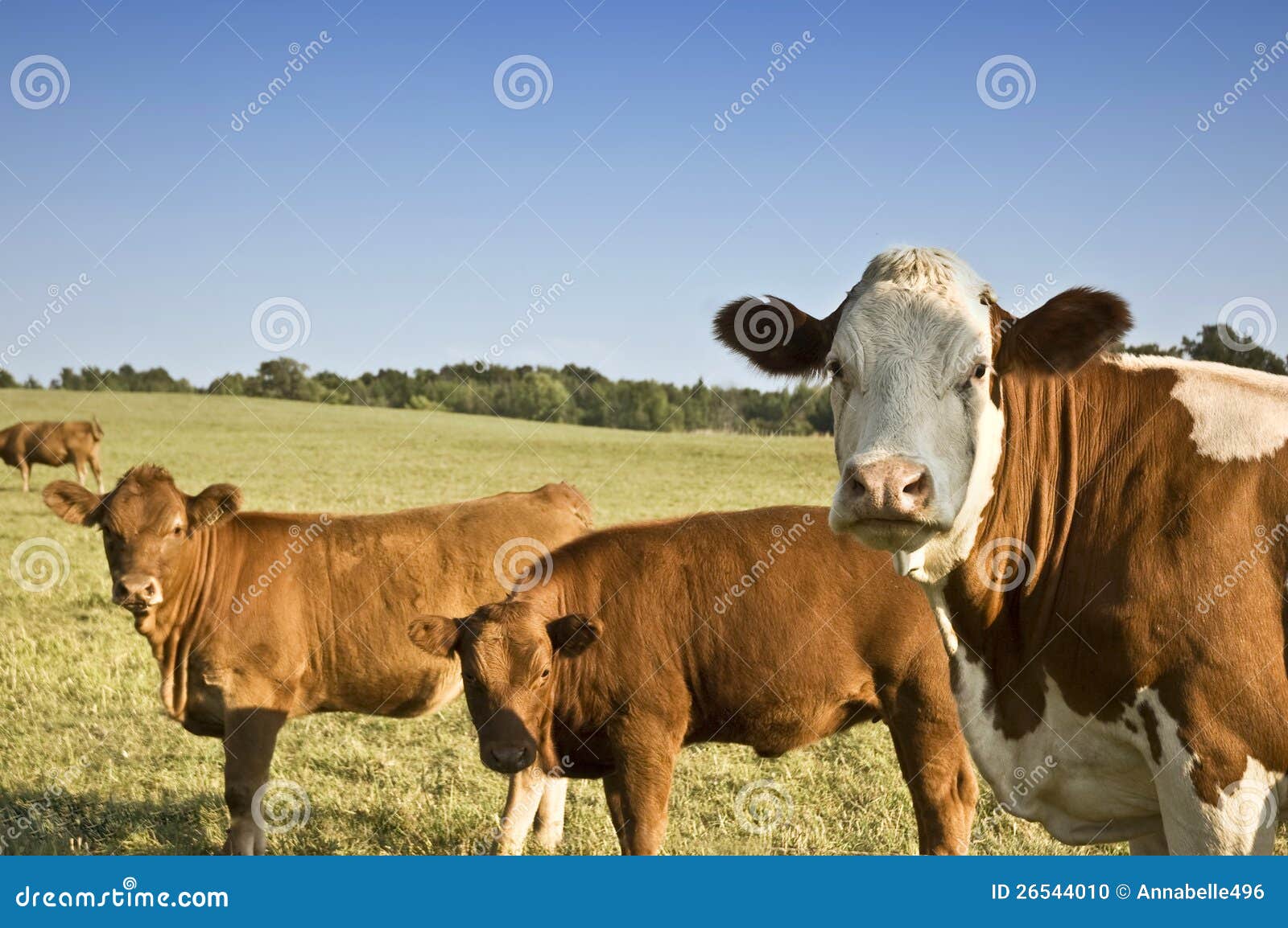 Cows in the field stock photo. Image of field, farm, blur - 26544010