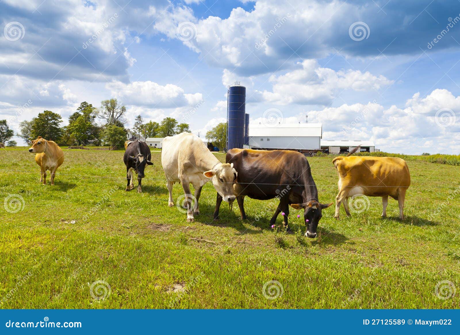 Cows on field stock image. Image of countryside, mammal - 27125589