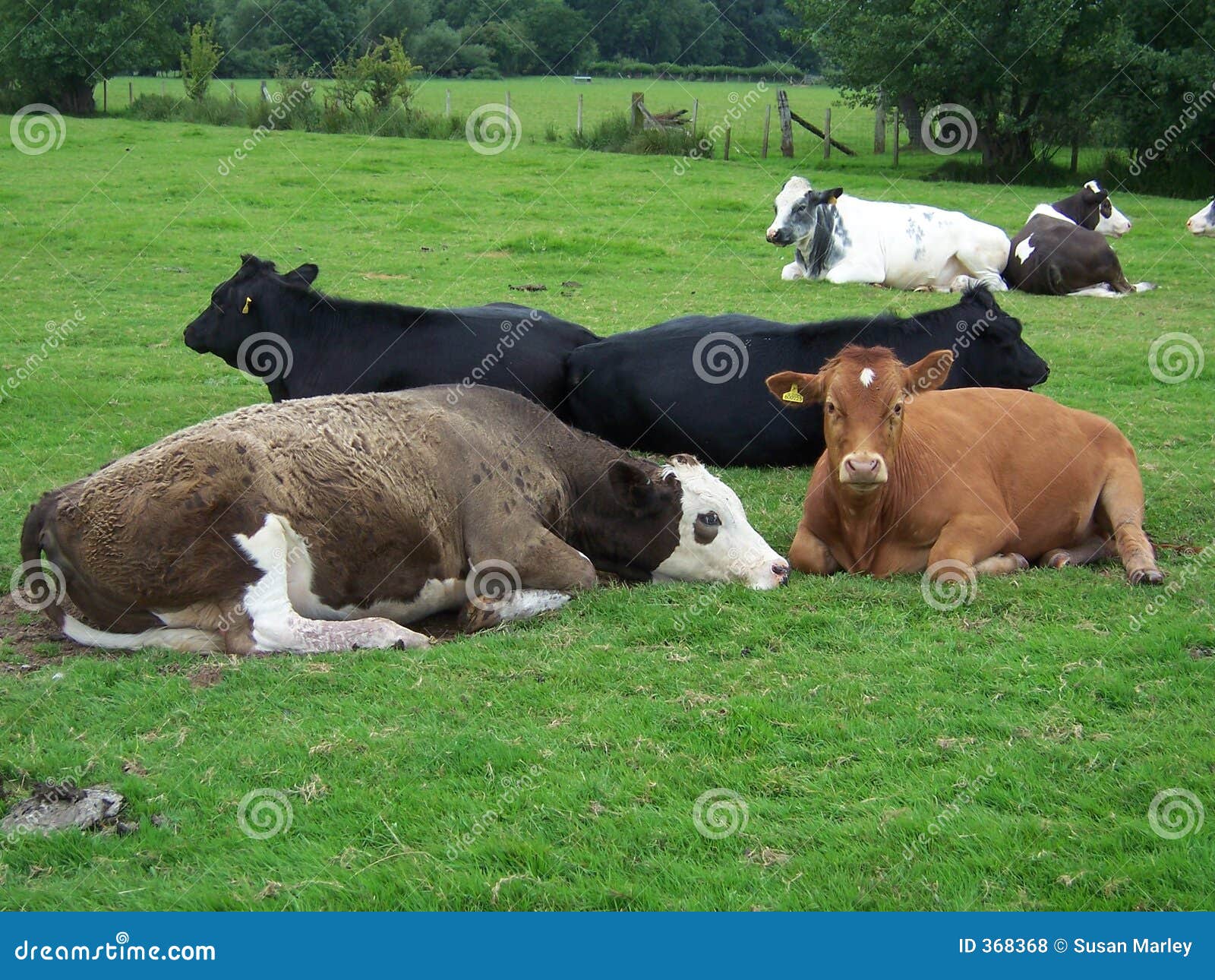 Cows in field stock photo. Image of chew, milk, cows, chewing - 368368