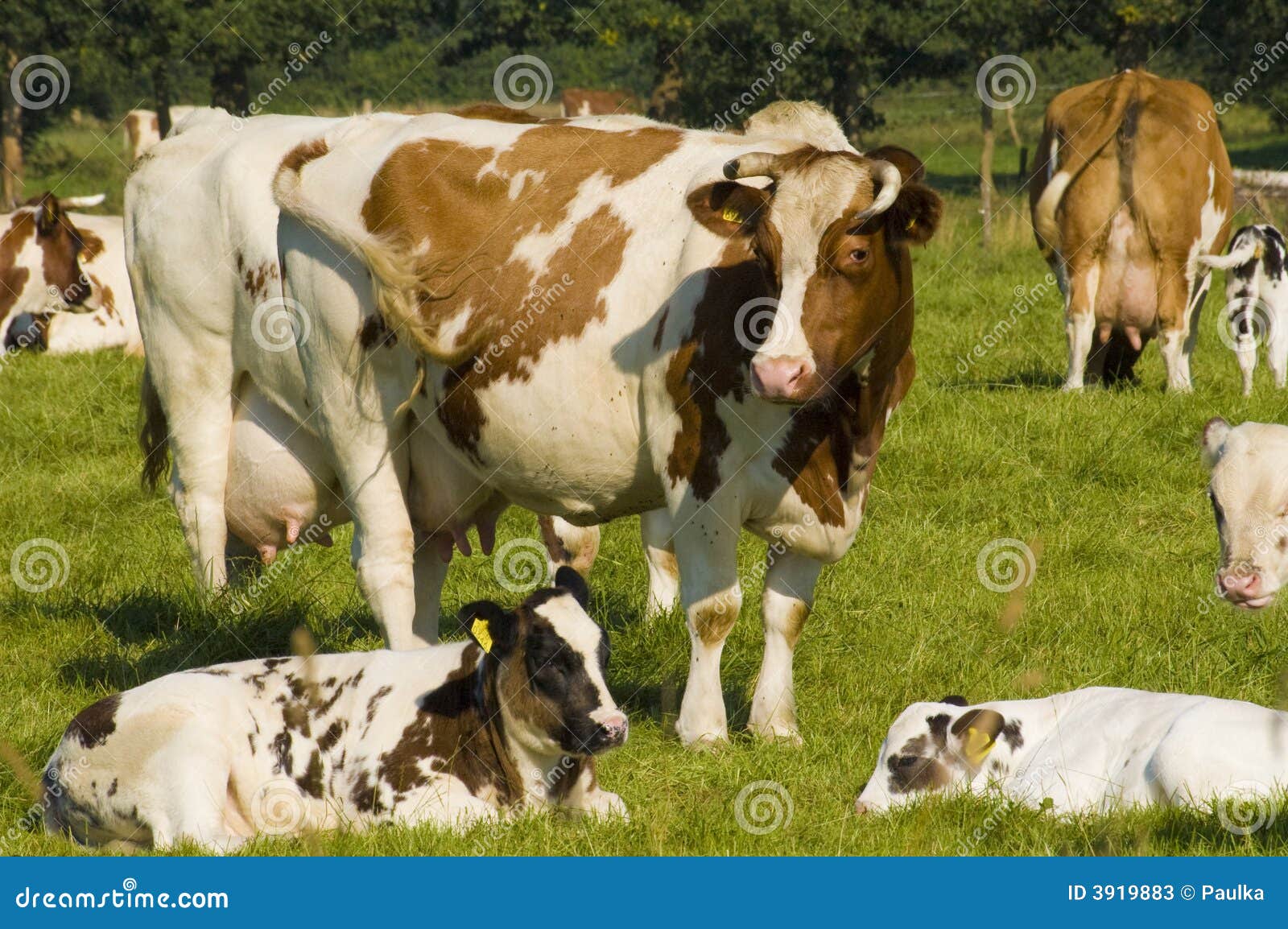 Cows in field stock image. Image of dier, animals, grass - 3919883