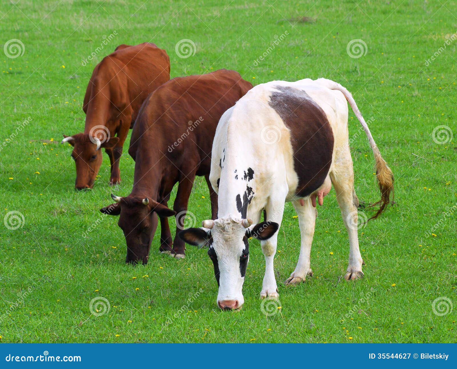 Cows on the field stock image. Image of herd, bovine - 35544627