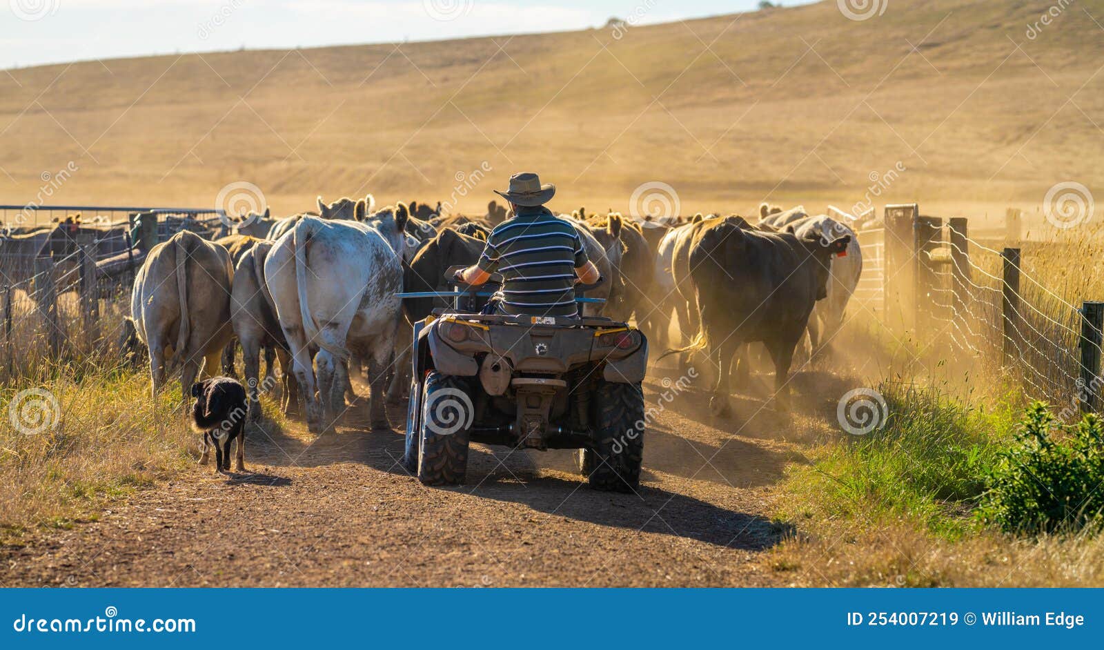 Cows in a Field in the Australian Outback Editorial Stock Image - Image ...
