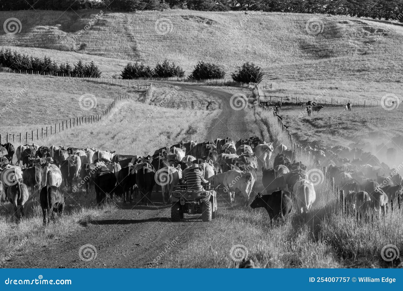 Cows in a Field in the Australian Outback Editorial Photography - Image ...