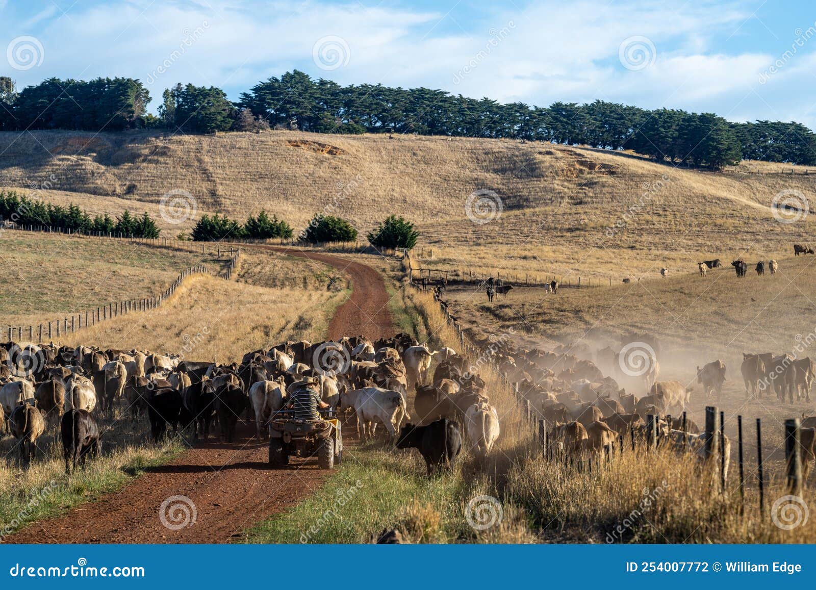Cows in a Field in the Australian Outback Editorial Photography - Image ...