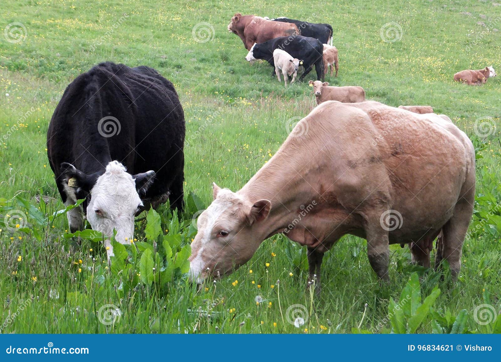Cows in a field stock image. Image of england, cattle - 96834621