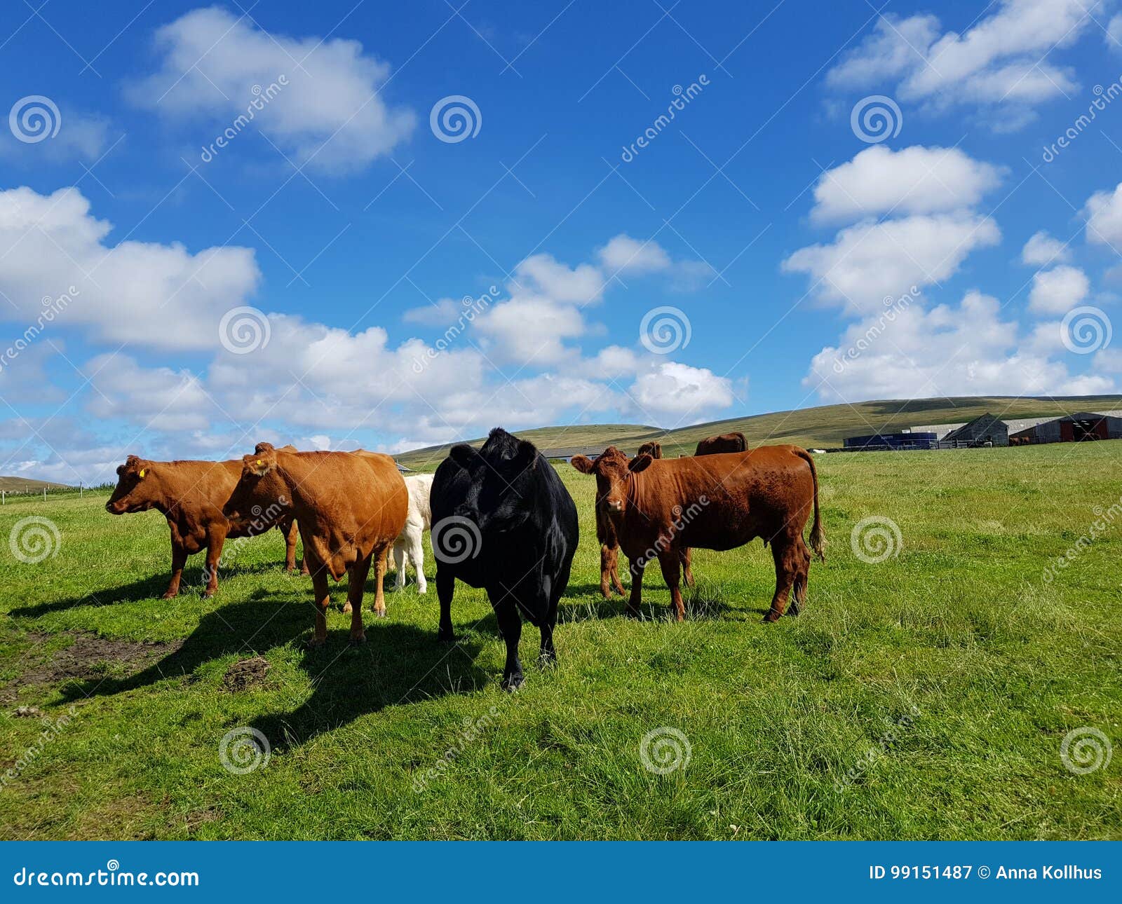 Cows on field stock image. Image of green, cloud, cows - 99151487
