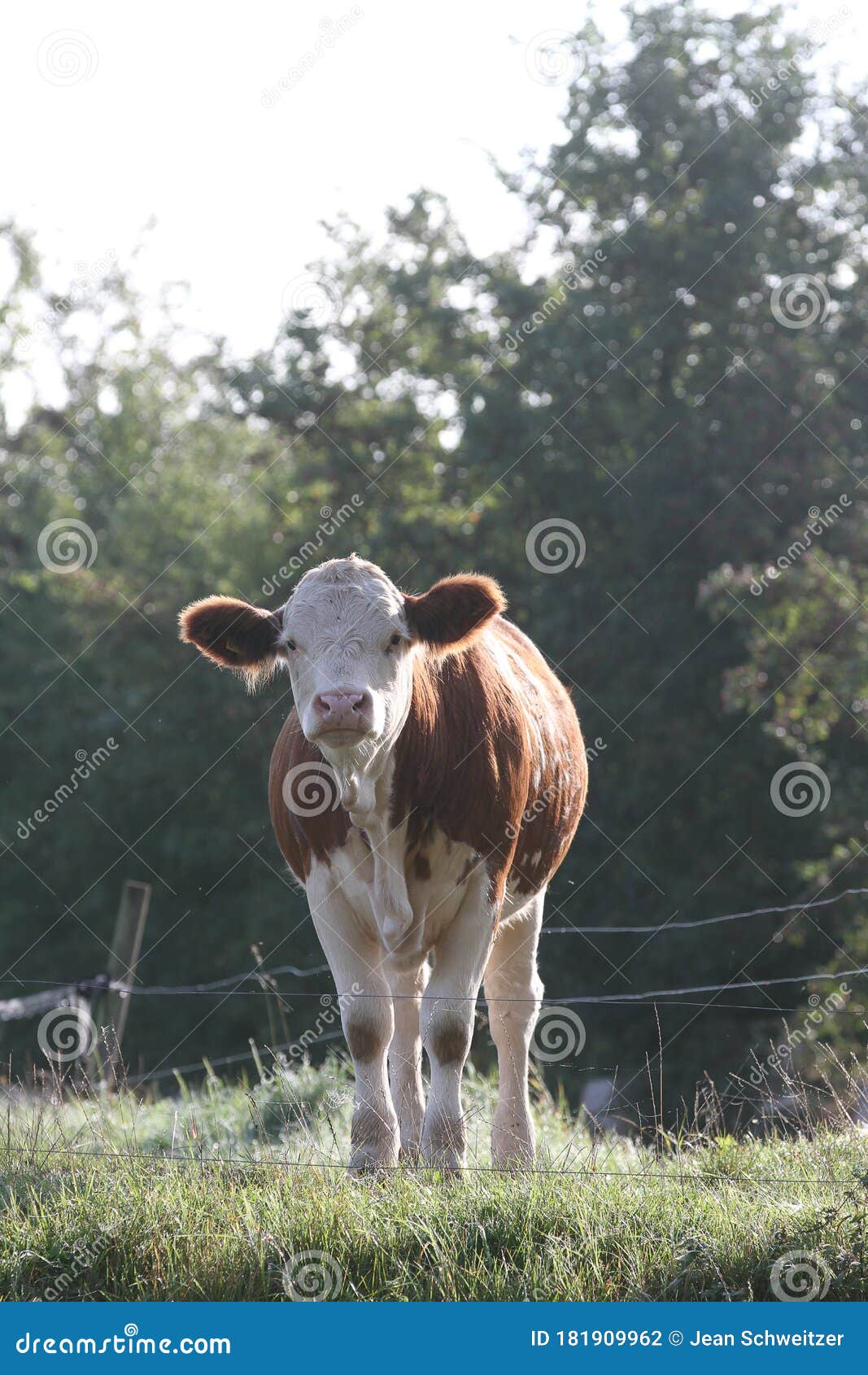 Cows on a Field in Denmark Scandinavia Stock Photo - Image of landscape ...