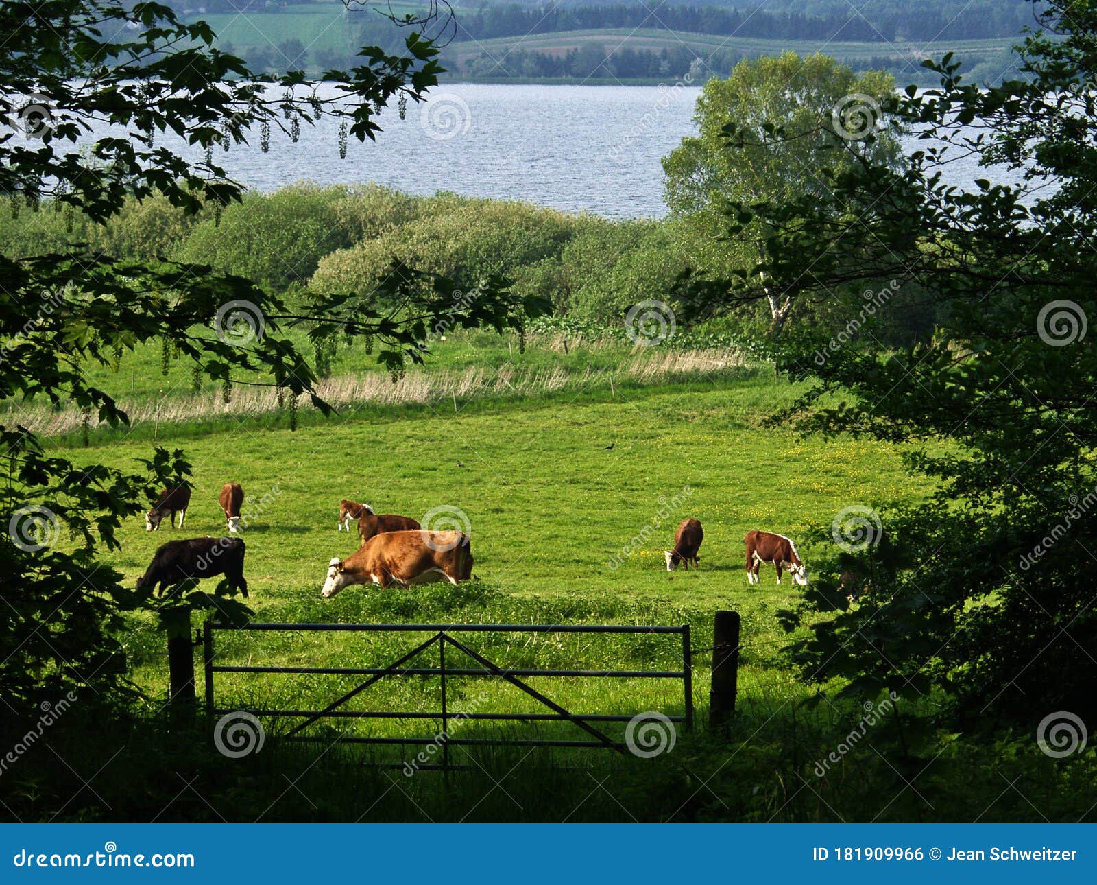 Cows on a Field in Denmark Scandinavia Stock Photo - Image of close ...