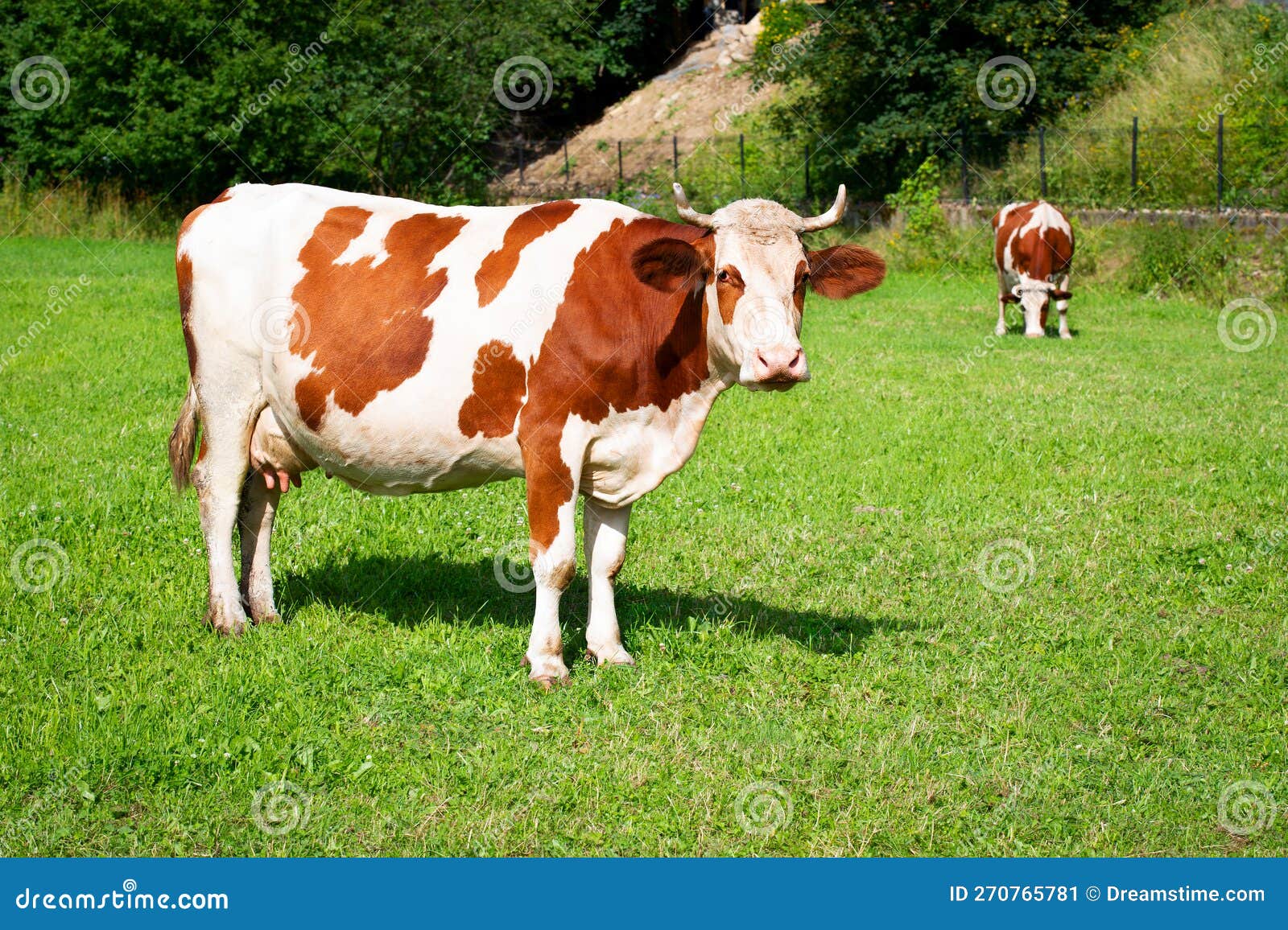 Cow and Field of Fresh Grass Stock Image - Image of cows, grass: 270765781