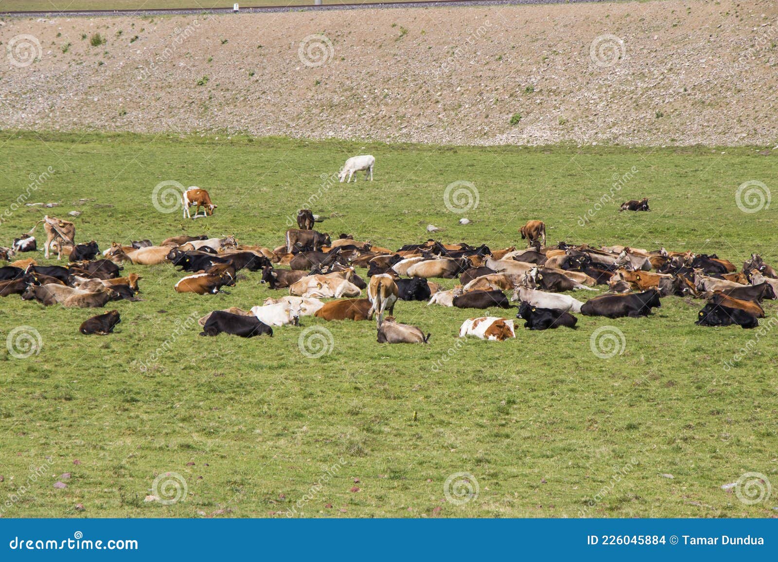 Cows on the Field in Georgia, Large Group Stock Photo - Image of mammal ...