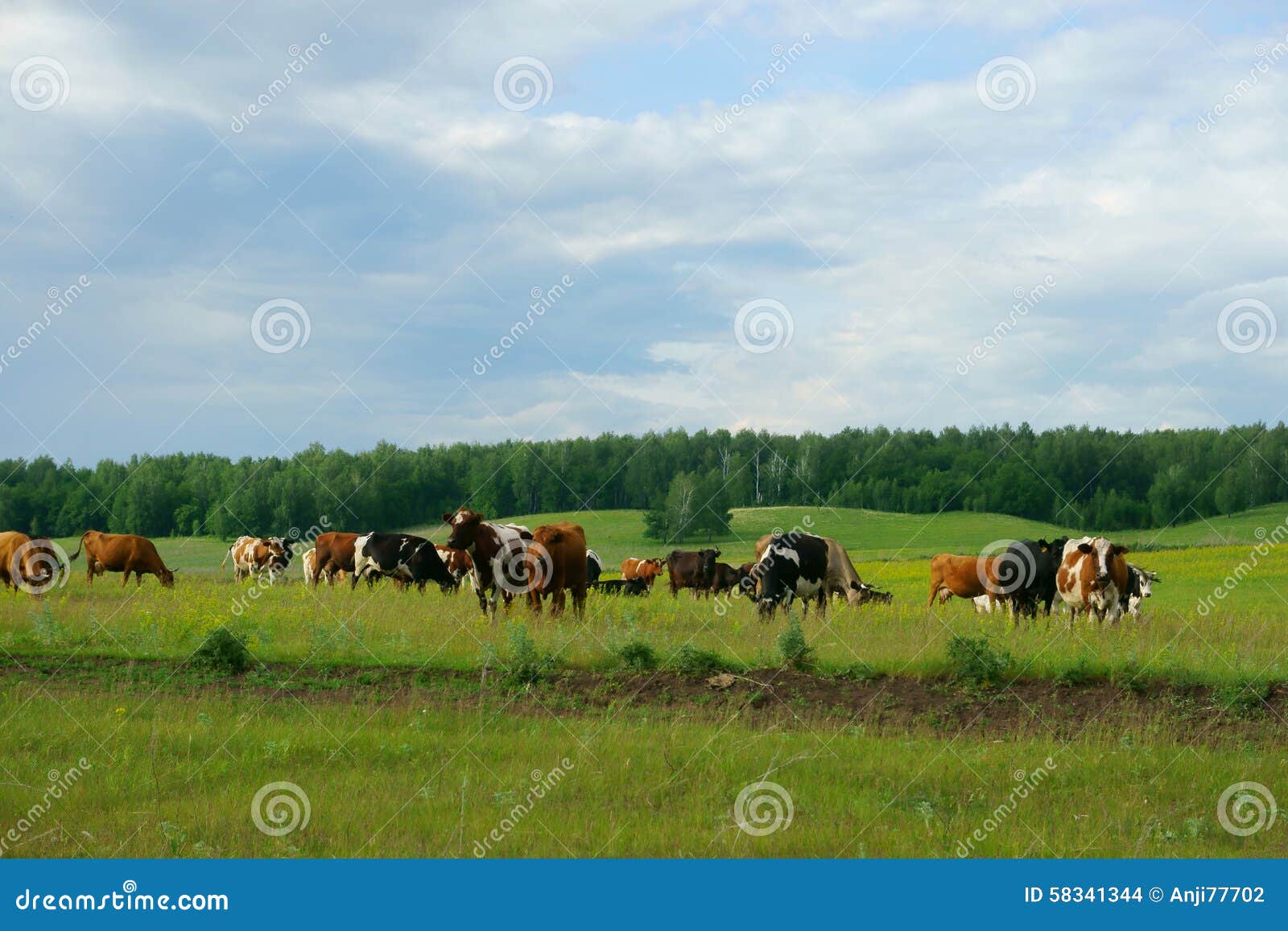 Cows in the field stock photo. Image of green, group - 58341344