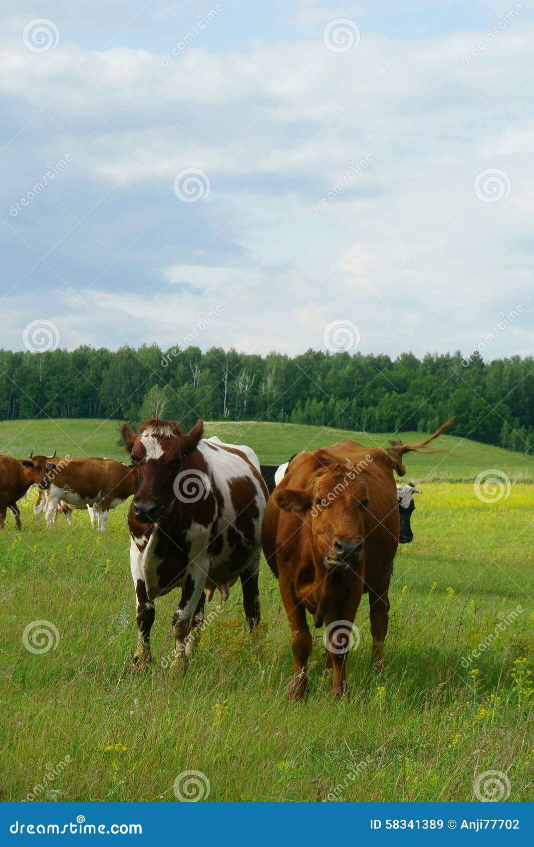Cows in the field stock image. Image of land, cattle - 58341389